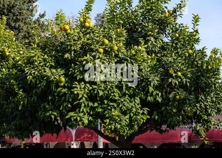 Selcuk, Turkey, Turkiye. Turunc Tree, a Bitter Orange Citrus Tree Stock ...