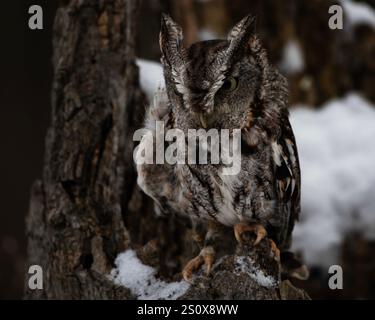 A trained Eastern Screech Owl Gray Morph, Megascops asio Stock Photo ...