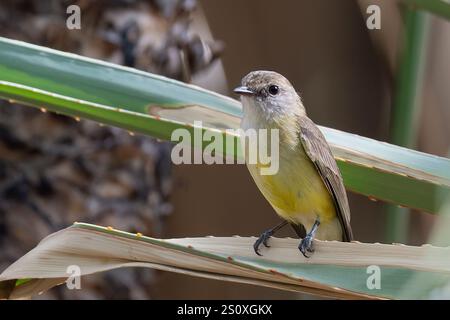 Lemon-bellied Flyrobin (Microeca flavigaster Stock Photo - Alamy