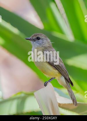 Lemon-bellied Flyrobin (Microeca flavigaster Stock Photo - Alamy