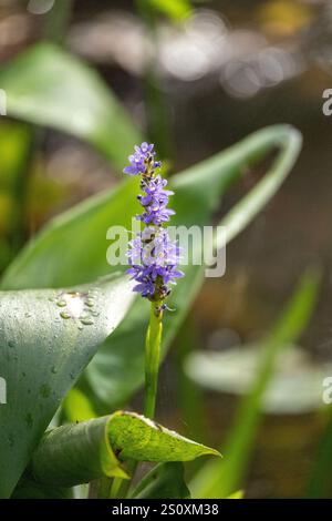 Pickerelweed Pontederia cordata blooms purple flowers in a swamp in ...
