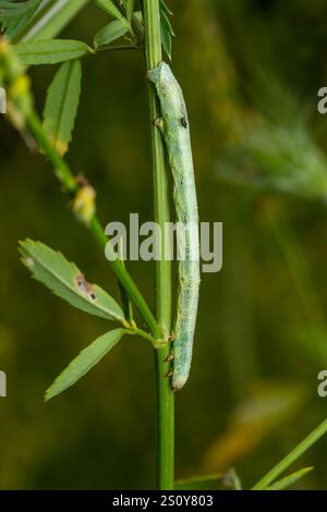 Giant Looper moth caterpillar - Ascotis selenaria, beautiful green ...