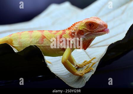Albino iguana ( iguana iguana ) on a tree branch Stock Photo - Alamy