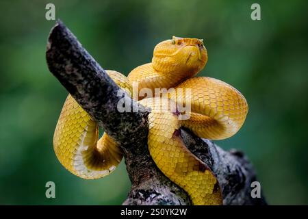Trimeresurus Puniceus Pit Viper on branch Stock Photo - Alamy