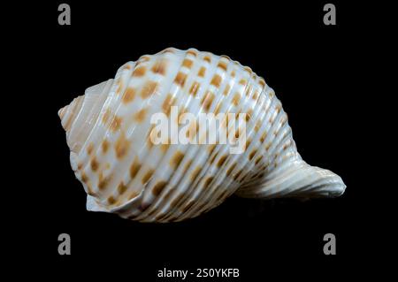 Detailed close-up of a Tonna dolium sea shell showcasing its smooth ...