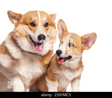adult Welsh Corgi Pembroke Stock Photo - Alamy