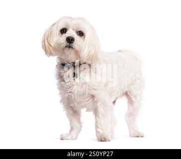 A portrait of a small cute white boomer dog lying on a blanket on a ...