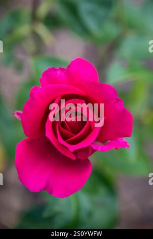 Rosa GOOD SAMARITAN Stock Photo - Alamy