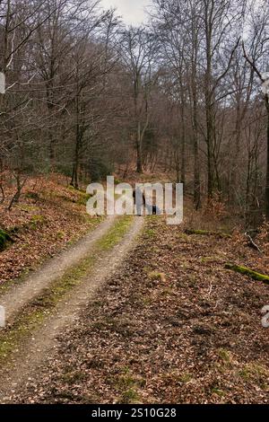 Leafless forest in early spring with green grass and dramatic cloudy ...