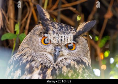 The Eurasian Eagle Owl preys on mammals, birds, and reptiles. Photo ...
