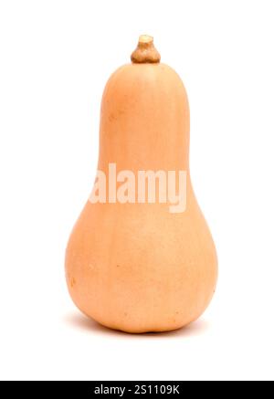 small pale orange ripe butternut squash, a type of winter squash Stock ...