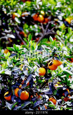 Orange trees, plantation, Majorca, Spain Stock Photo - Alamy