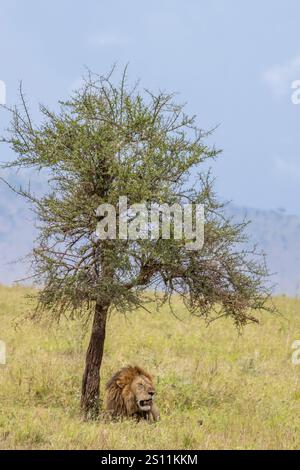 Senior male lion resting under tree Serengeti in Tanzania, East Africa ...