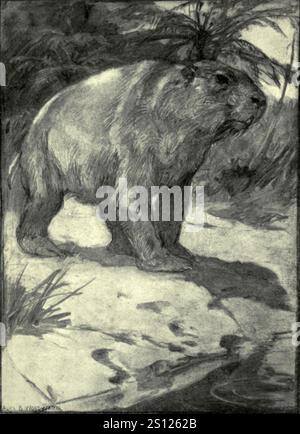 Evolution in the past (Plate 9 Stock Photo - Alamy