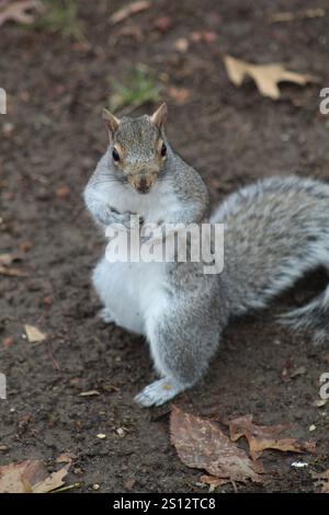 Close up of a Squirrel in Central Park in Manhattan, New York City. The ...