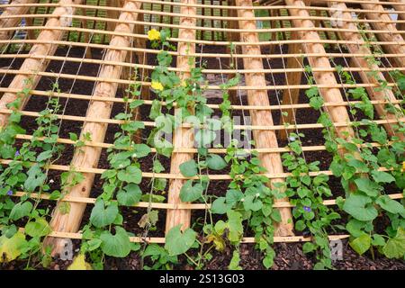 A wood, round, dome trellis structure with growing vines. At the ...