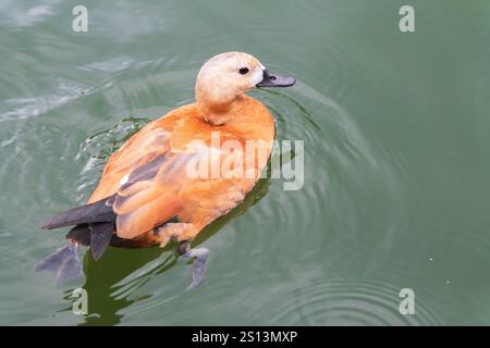 Ruddy Shelduck, or red duck, lat. Tadorna ferruginea, swimming on a ...