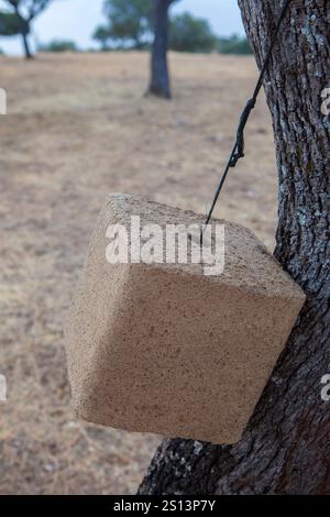 Natural sea salt cube hanging from tree branch. Big game hunting estate ...