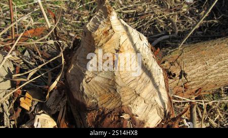 A stump from a tree that a beaver has gnawed. Beavers in the wild Stock ...