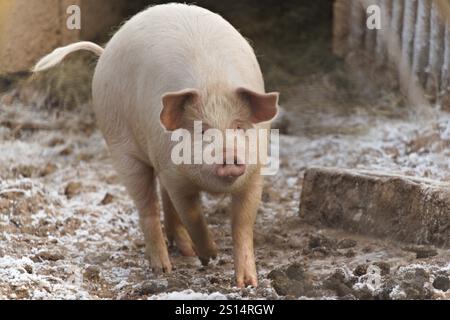 Domestic pig aka Sus domesticus in the pigsty. Small farm in Czech republic Stock Photo - Alamy