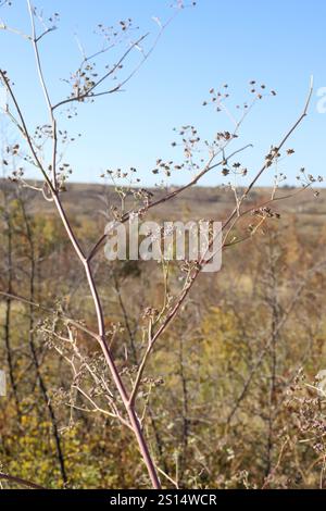Seseli campestre, Apiaceae. A wild plant shot in the fall Stock Photo ...