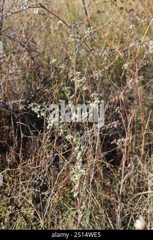 Seseli campestre, Apiaceae. A wild plant shot in the fall Stock Photo ...