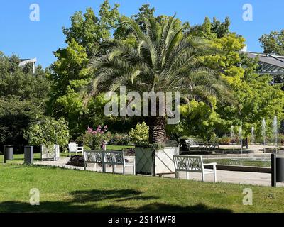Phoenixpalme, Phoenix canariensis, ist eine dekorative Palme die auch ...
