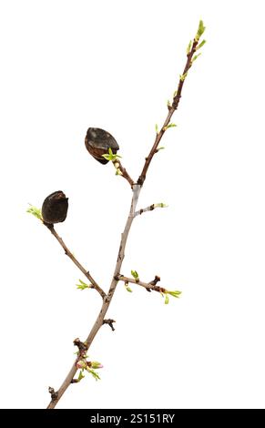 Almond tree twigs with last years fruit and some buds about to bloom ...