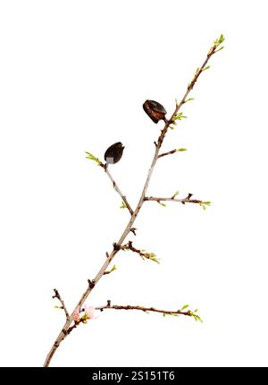 Almond tree twigs with last years fruit and some buds about to bloom ...