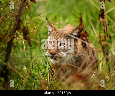 The stunningly beautiful Eurasian Lynx, once native in the UK until ...