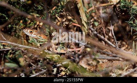 Western Coachwhip, Mills Canyon, Harding county, New Mexico, USA Stock ...