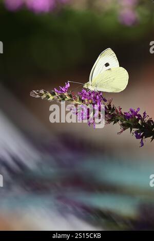 Butterfly eats nectar with flowers in its proboscis Stock Photo - Alamy