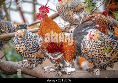 Rooster,Cock,male chicken,a Rooster resting on the stone in the ...