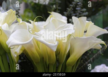 White Calla Lilies in full bloom close-up. Greeting card, celebration ...