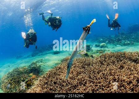 SCUBA divers behind a trumpetfish on a tropical coral reef in Bali ...