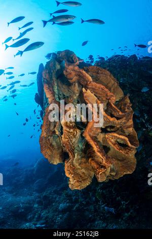 Giant sponges on a deep, healthy tropical coral reef Stock Photo - Alamy
