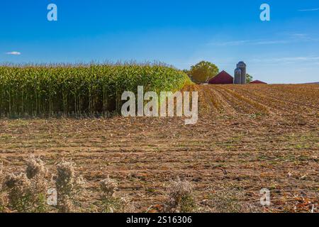 Red barn, silos and corn being harvested on a Wisconsin farm in October ...