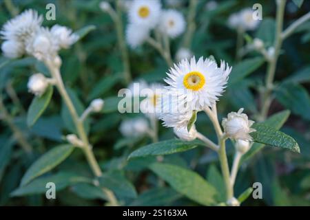 White Everlasting Daisy flowers clustered together surrounded by ...