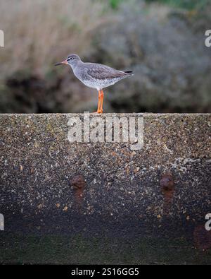 Red shank bird stands on concrete over the Dark Water in Lepe, UK ...
