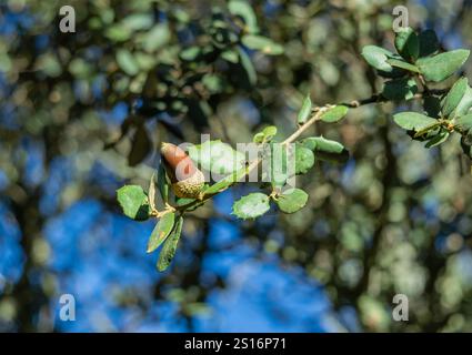 Branch of an oak tree with acorns among the vegetation of the mountain ...