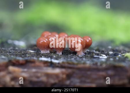 Trichia crateriformis, also known as Trichia decipiens var. olivacea ...