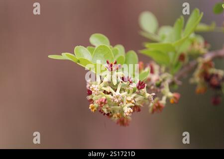 Wood apple flowers Stock Photo - Alamy
