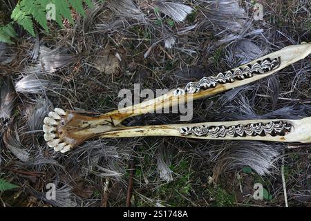 Teeth and mandible bone from a moose jaw, herbivore's dental anatomy ...
