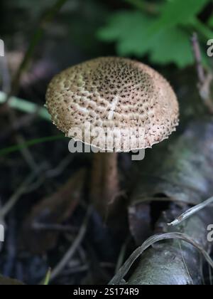 Lepiota echinacea, also called Echinoderma echinaceum, dapperling mushroom from Finland, no ...