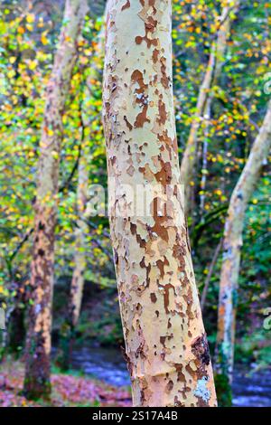 The distinctive bark of a Plane Tree Platanus growing in the historic ...