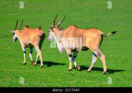 Two common elands (Taurotragus oryx) are walking in a grassy field ...