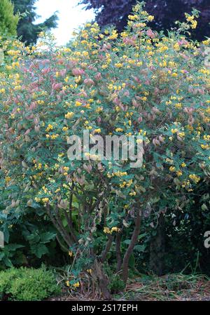 Colutea arborescens, a deciduous shrub native to Europe and North ...