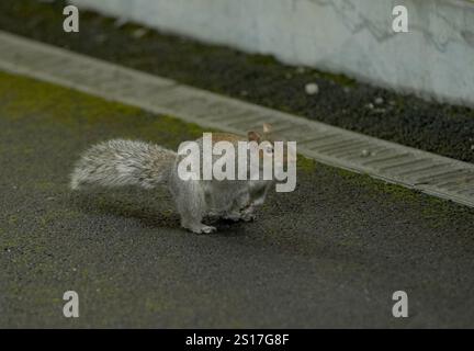 A squirrel in the stadium during the Sky Bet Championship match at the ...