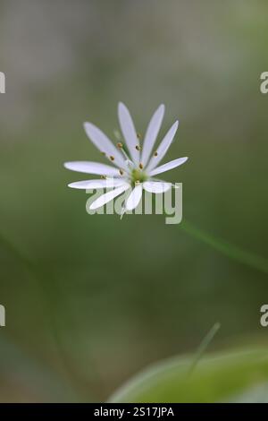 Stellaria graminea, commonly known as Lesser Stitchwort, Grass-like ...