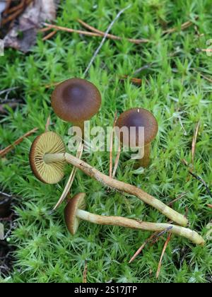 Cortinarius croceus, also called Dermocybe crocea, Saffron webcap, wild ...